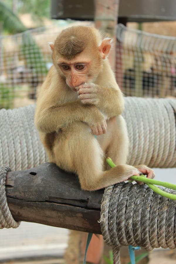 Little Monkey stock image. Image of cautious, focused - 28659731