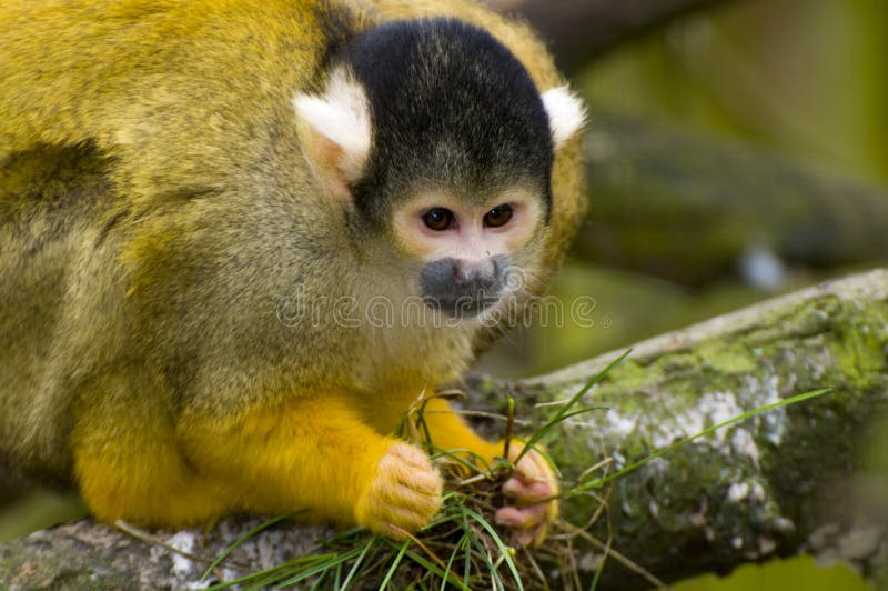 Little monkey stock photo. Image of leader, intelligent - 4680522