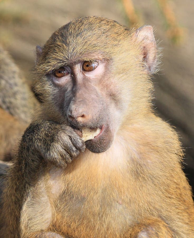 Little monkey (baboon) stock photo. Image of baboon, wild - 4917004