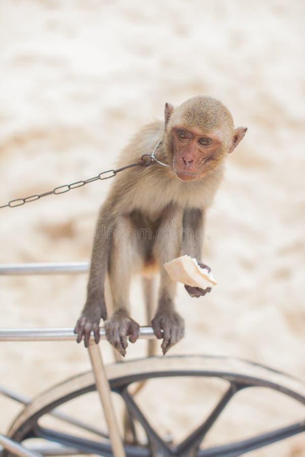 Little monkey on chain stock image. Image of chained - 108451501