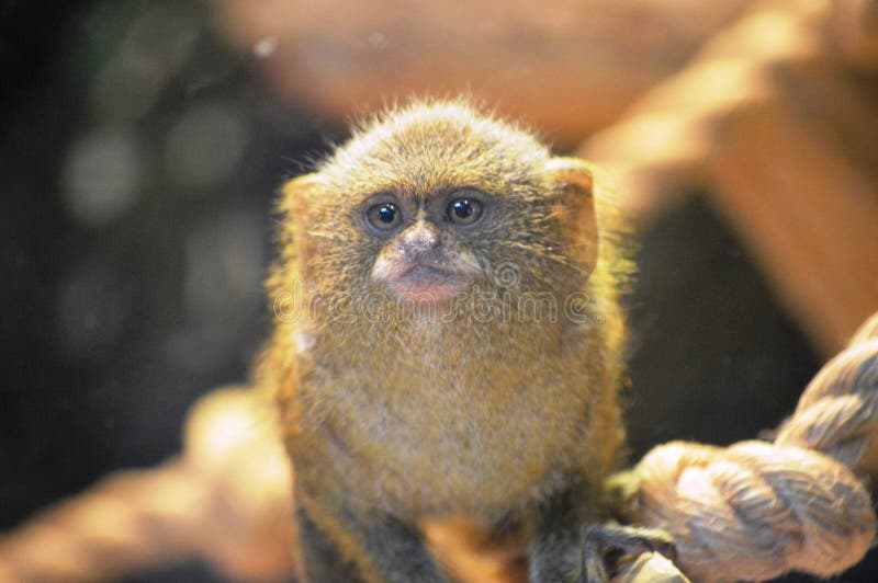 Little monkey. stock photo. Image of mammals, animal - 271514386