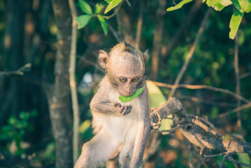 A Monkey is Eating Beans is on the Tree. Stock Photo - Image of monkey ...