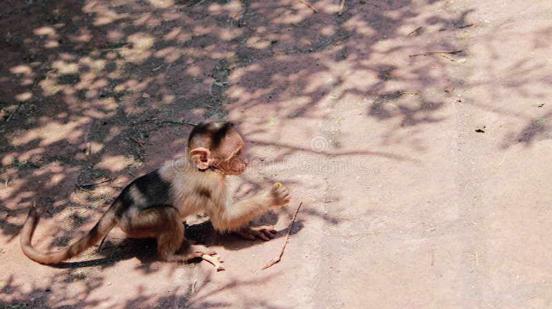 Little Monkey Eating Snacks from the Ground Stock Photo - Image of ...