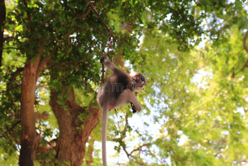 A Little Monkey Hanging from a Tree. Stock Photo - Image of squirrel ...