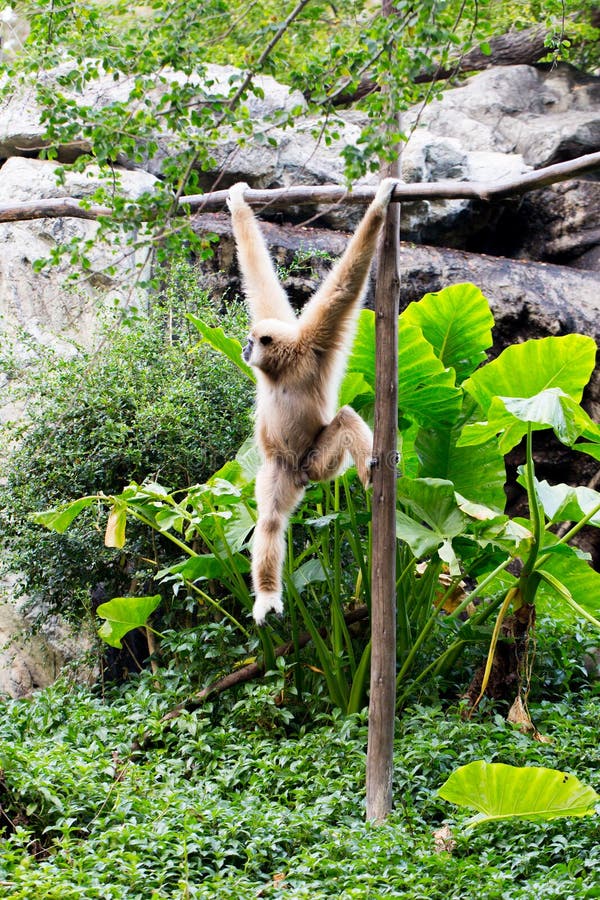 3,083 Monkey Hanging Tree Stock Photos - Free & Royalty-Free Stock ...