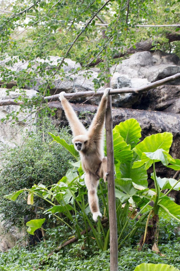 3,083 Monkey Hanging Tree Stock Photos - Free & Royalty-Free Stock ...