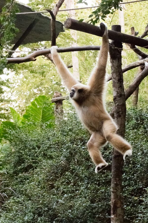 Monkey Hanging Out stock image. Image of chillin, hanging - 2628775