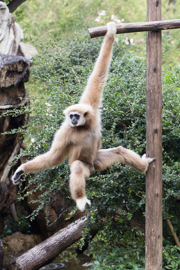 2,902 Monkey Hanging Tree Stock Photos - Free & Royalty-Free Stock ...