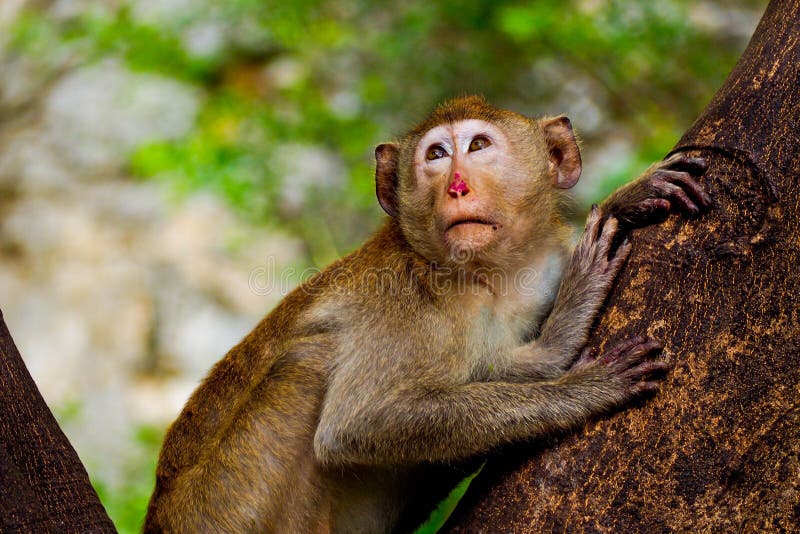 Little Monkey in the Jungle Stock Photo - Image of monkey, little ...