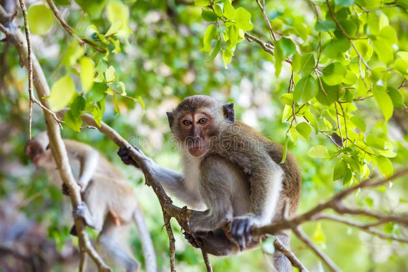 Little Monkey in the Jungle on a Tree Stock Photo - Image of ecology ...
