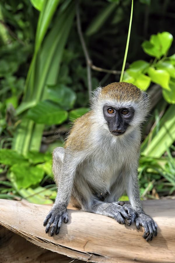 A Little Monkey in the Leaves Stock Image - Image of creature, mammal ...