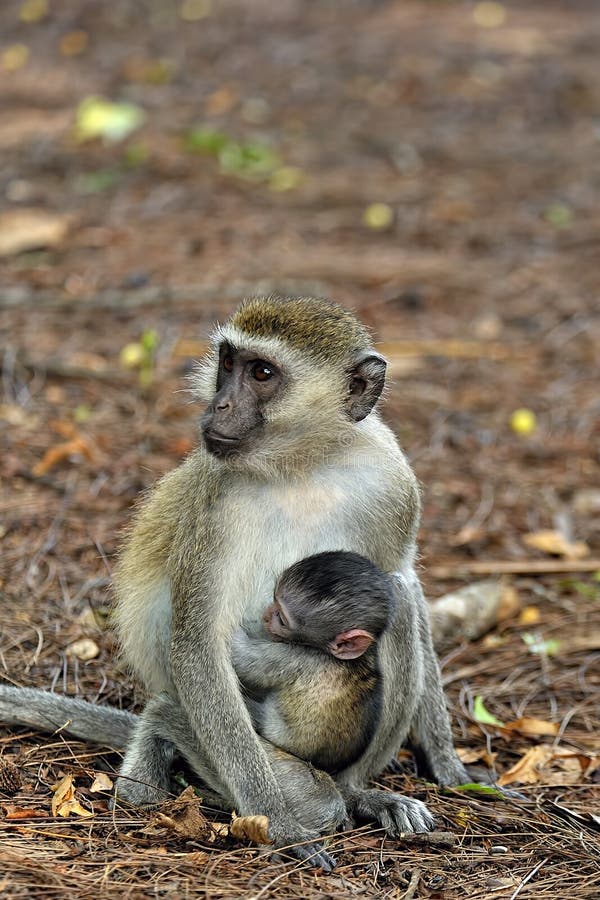 A Little Monkey in the Leaves Stock Image - Image of female, isolated ...