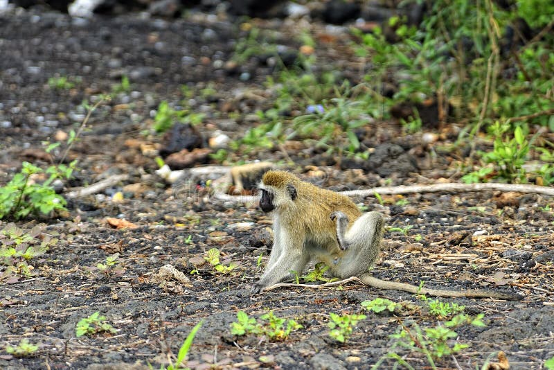A Little Monkey in the Leaves Stock Photo - Image of leaf, beast: 235064640
