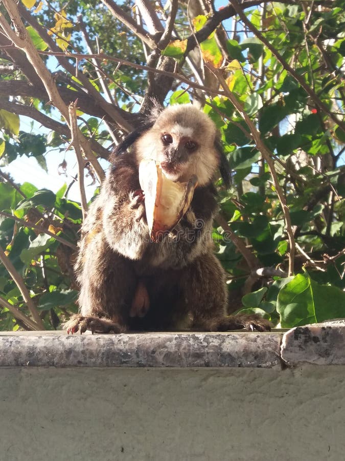 Little monkey stock image. Image of dirio, monkey, little - 75694265