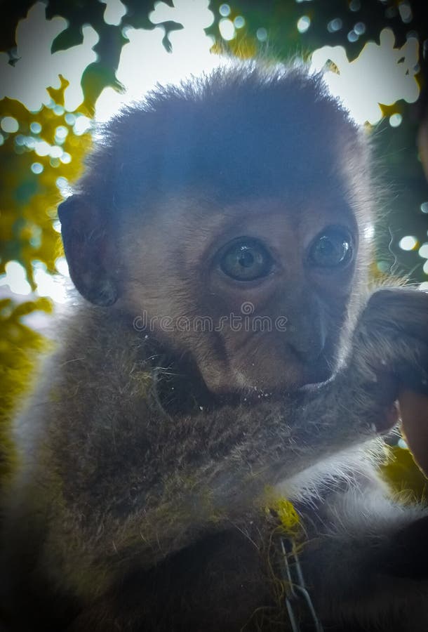 A Little Monkey stock photo. Image of animal, indonesian - 207059492