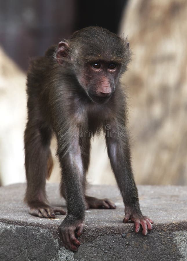 Little monkey looking out stock image. Image of amazing - 113713381