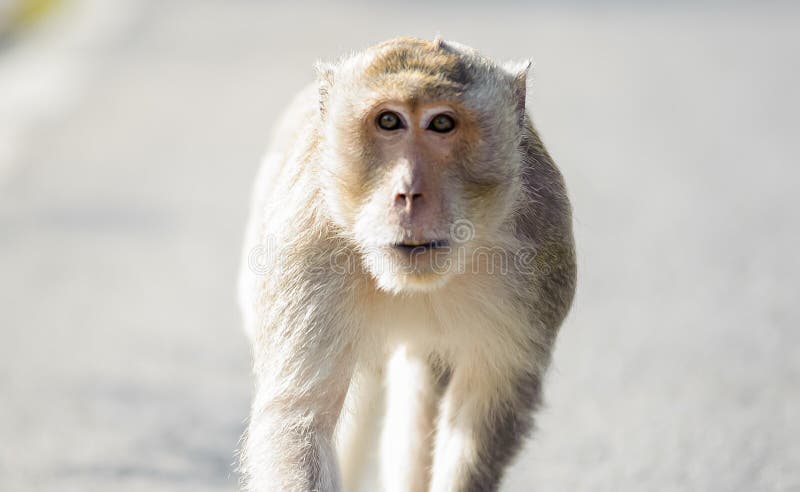 Little Monkey Looking for Something.5 Stock Image - Image of cuddly ...