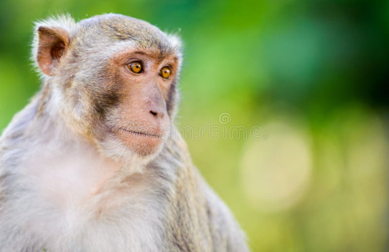 Little Monkey Looking for Something. Stock Photo - Image of wildlife ...