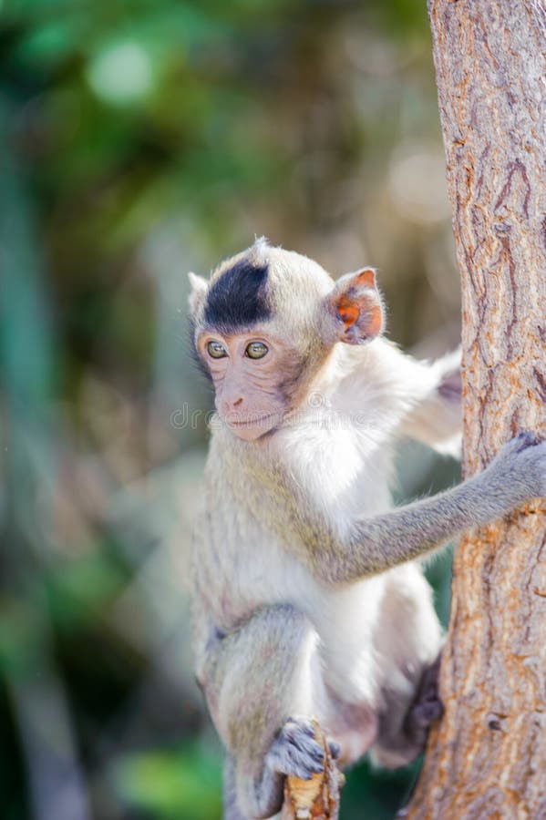 Little Monkey Looking for Something. 8 Stock Photo - Image of clamber ...