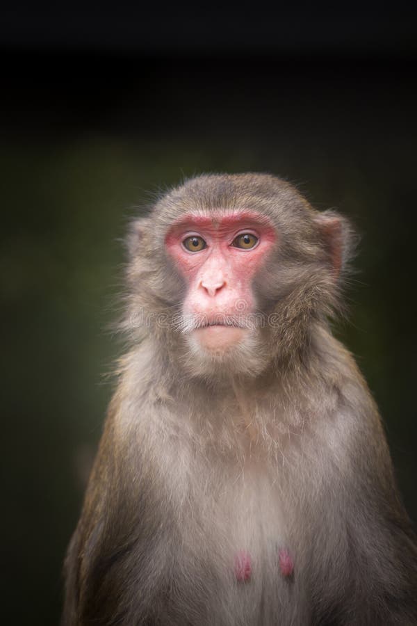A Little Monkey Looks into the Camera Stock Photo - Image of head ...
