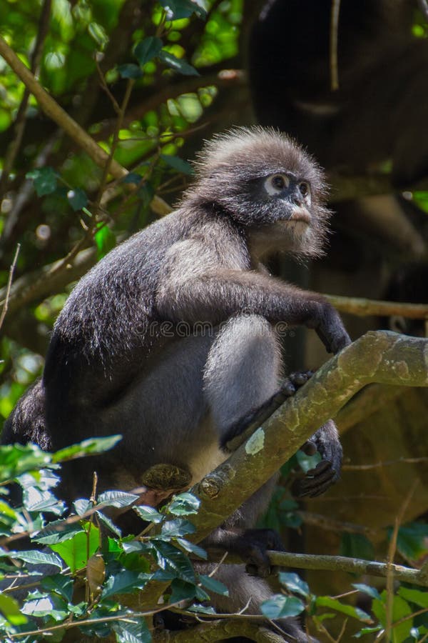 Little monkey stock photo. Image of mountain, primate - 46744970