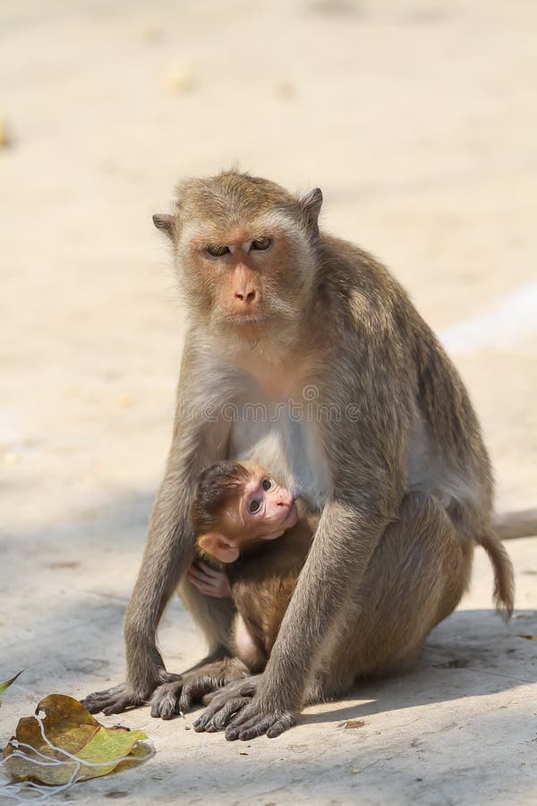 Little monkey stock photo. Image of closeup, macaque - 75758616