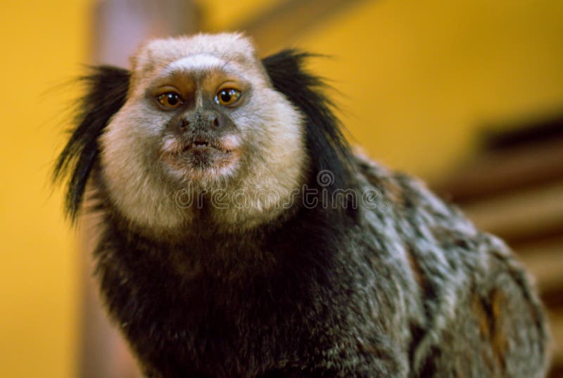 Little Monkey from the North of Brazil. Endangered Wild Animal. Small ...
