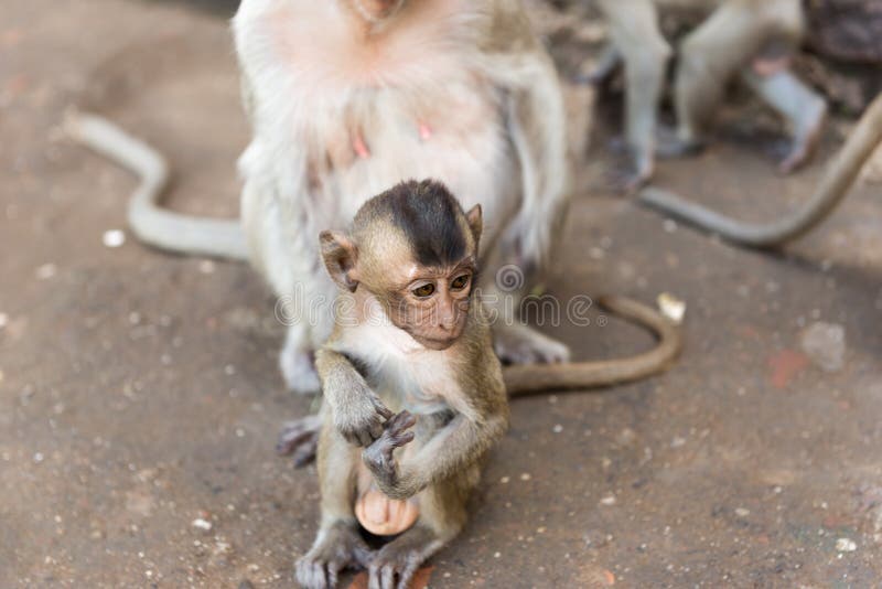 Chimpanzee Side View Stock Photos - Free & Royalty-Free Stock Photos ...