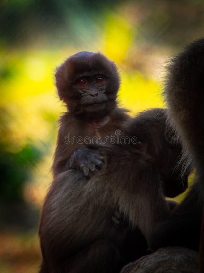 Little monkey play playful stock photo. Image of playful - 254072700