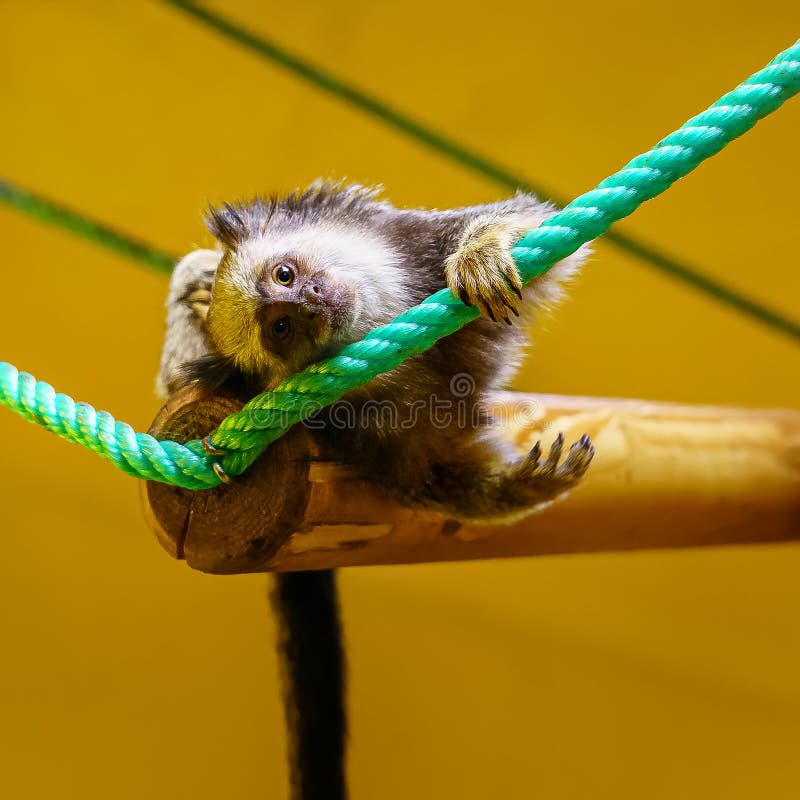 Little Monkey Playing with Some Ropes on a Stick and Looking at the ...