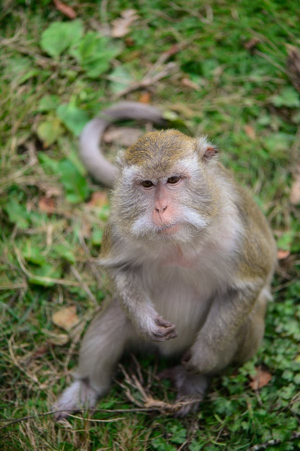 Little monkey in the field stock photo. Image of zoom - 216822272