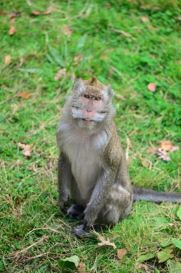 Little monkey in the field stock image. Image of jungle - 216822295