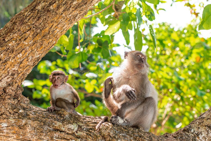 Little Monkey Portrait. Sits on a Tree with His Mom Stock Image - Image ...
