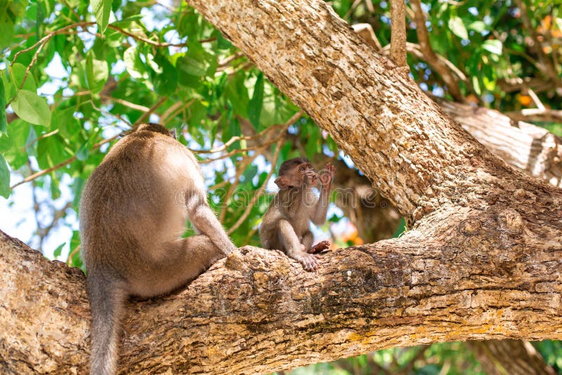 Little Monkey Portrait. Sits on a Tree with His Mom Stock Photo - Image ...