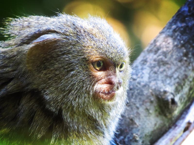 Little monkey stock photo. Image of primate, face, young - 97046080