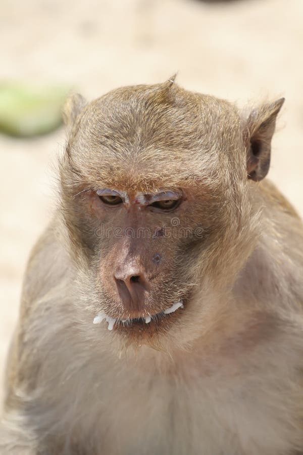 Little monkey stock image. Image of jungle, mother, protrait - 75758527