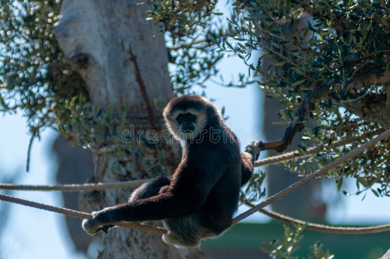 Little Monkey Resting on Top of a Tree in Safari Zoo Stock Photo ...