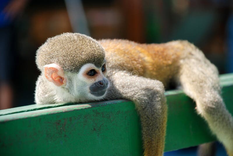 Little Monkey Resting on Wood Stock Image - Image of background, hairy ...