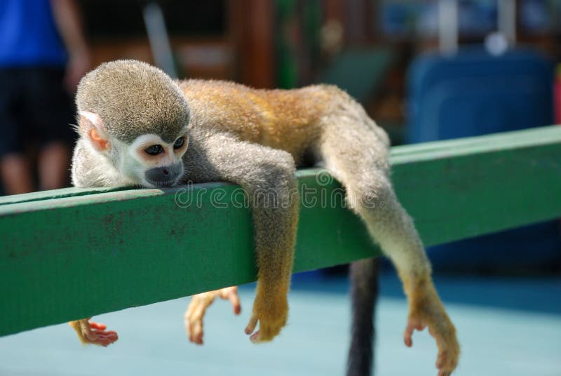 Little Monkey Resting on Wood Stock Photo - Image of closed, tranquil ...
