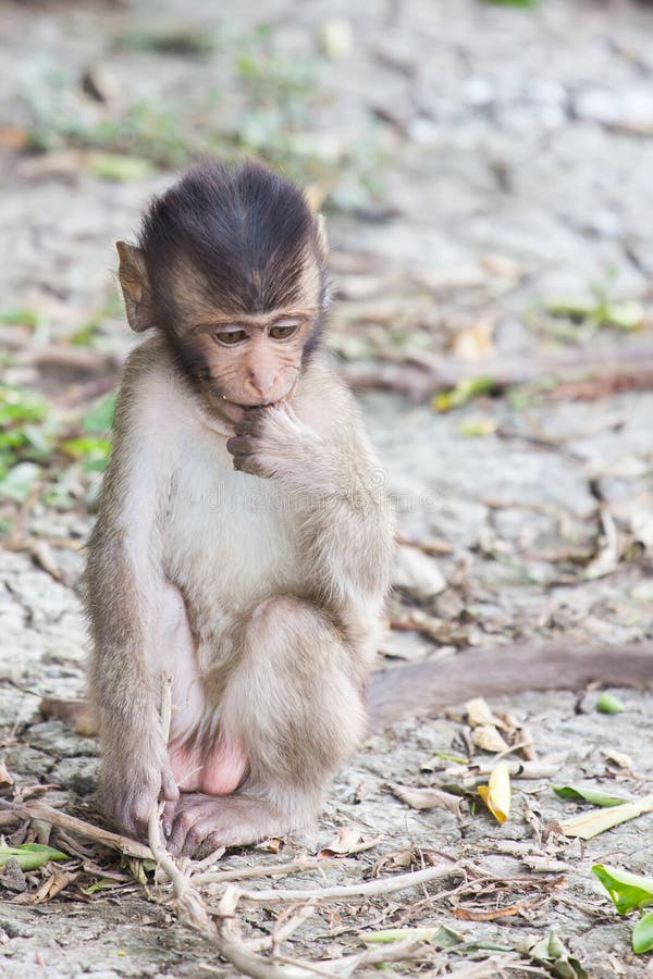 142 Little Monkey Shy Stock Photos - Free & Royalty-Free Stock Photos ...