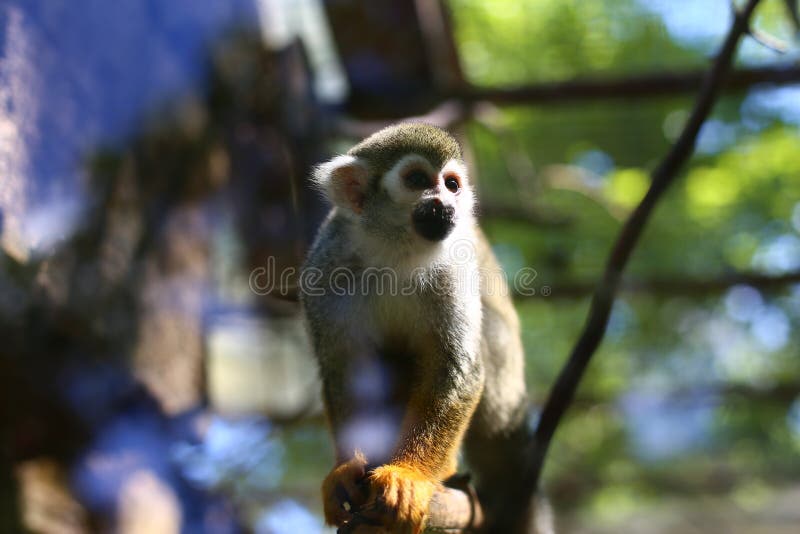 Little Monkey Sitting on a Branch Stock Photo - Image of portrait ...