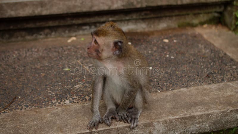 Little Monkey Sitting on the Concrete Steps, Monkey Not Looking at the ...