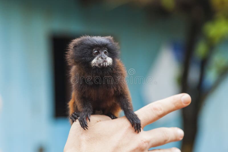 Little Monkey Sitting on Hand Stock Photo - Image of hand, primate ...