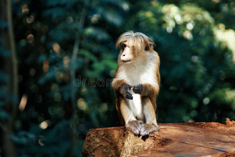 Little Monkey Sitting on a Log Against the Jungle Stock Image - Image ...