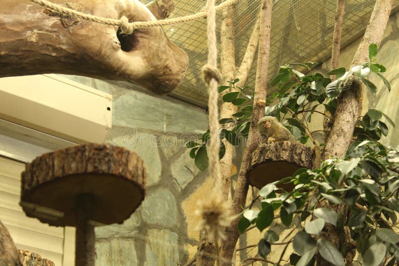 Little Monkey Sitting on a Wooden Stand Stock Photo - Image of primate ...