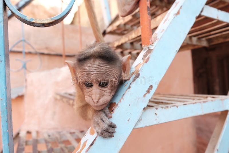 Little monkey on stairs stock photo. Image of desolation - 65541720