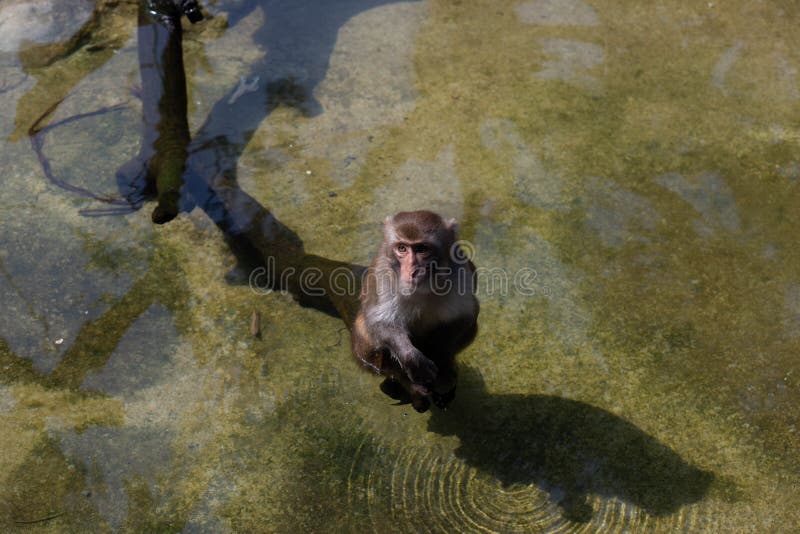 A Little Monkey Stands in the Pond Stock Image - Image of face, park ...