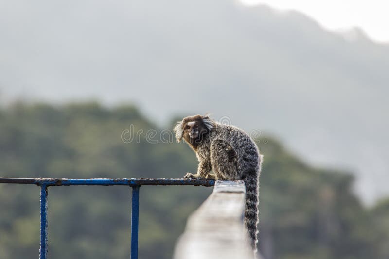 Little monkey star stock image. Image of colorful, funny - 130476707