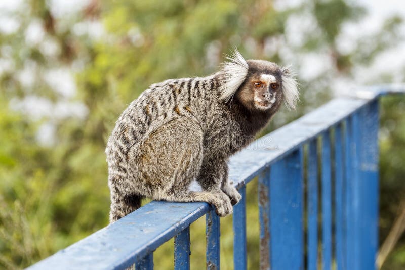 Monkey Star Most Common Species of Monkey Stock Image - Image of ...