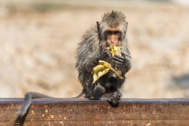 Little monkey starve stock image. Image of tropical, animal - 69665727